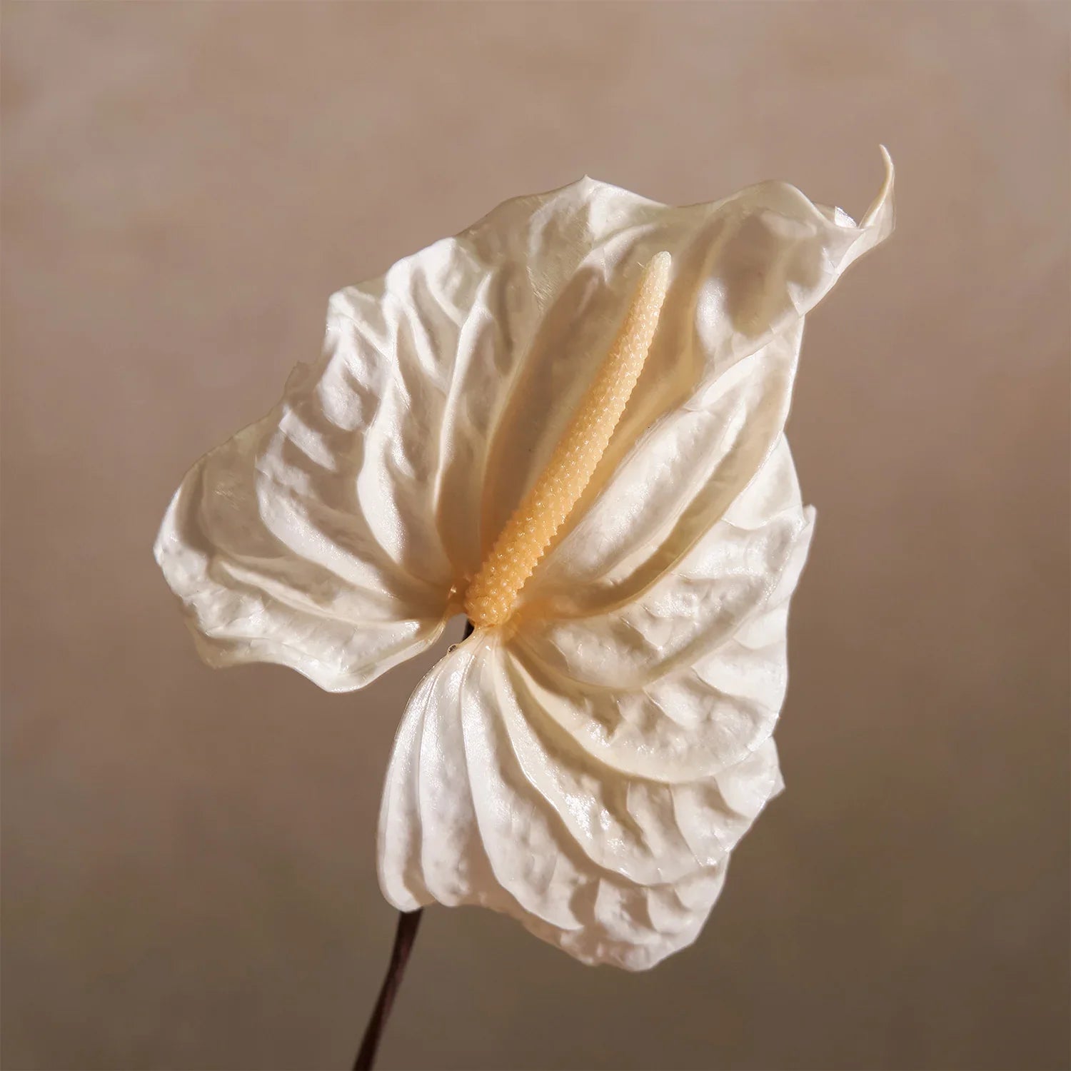 Exclusive Savings Preserved Flower Arrangements – MIKONA Flowers LLC